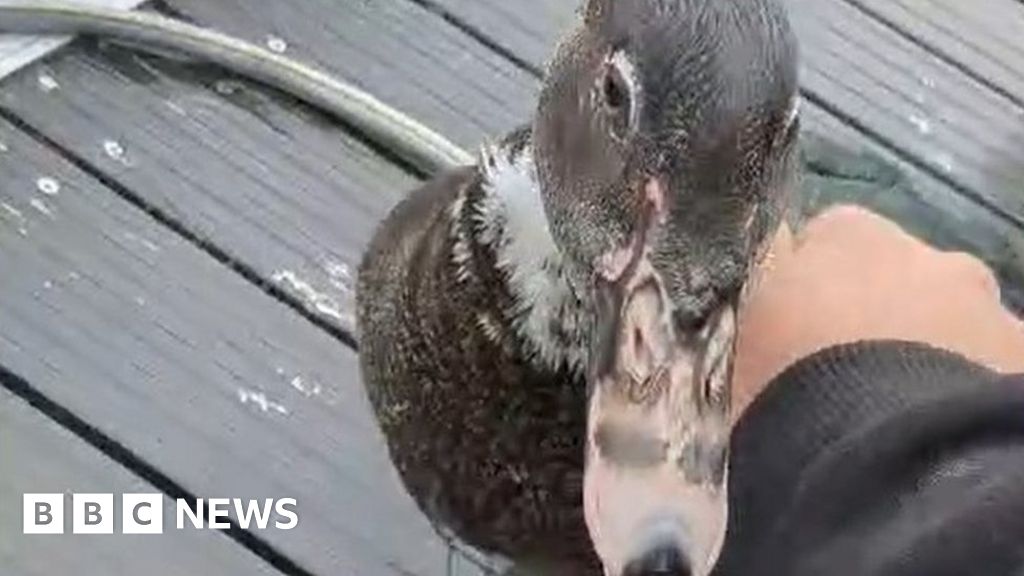 Lincoln's Donald the duck goes missing from Brayford Lake - BBC News