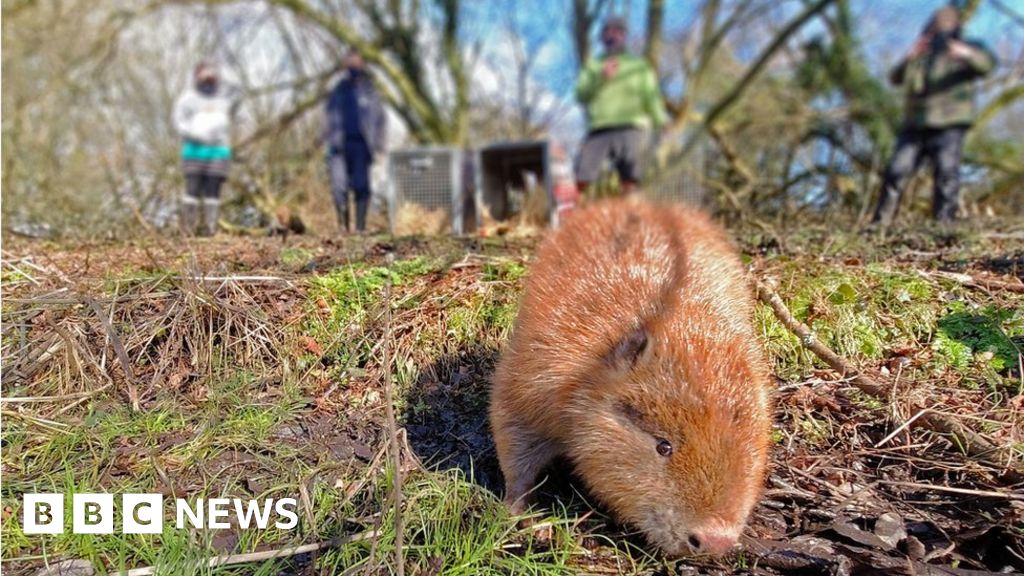 'Highest level' talks needed about beaver reintroduction