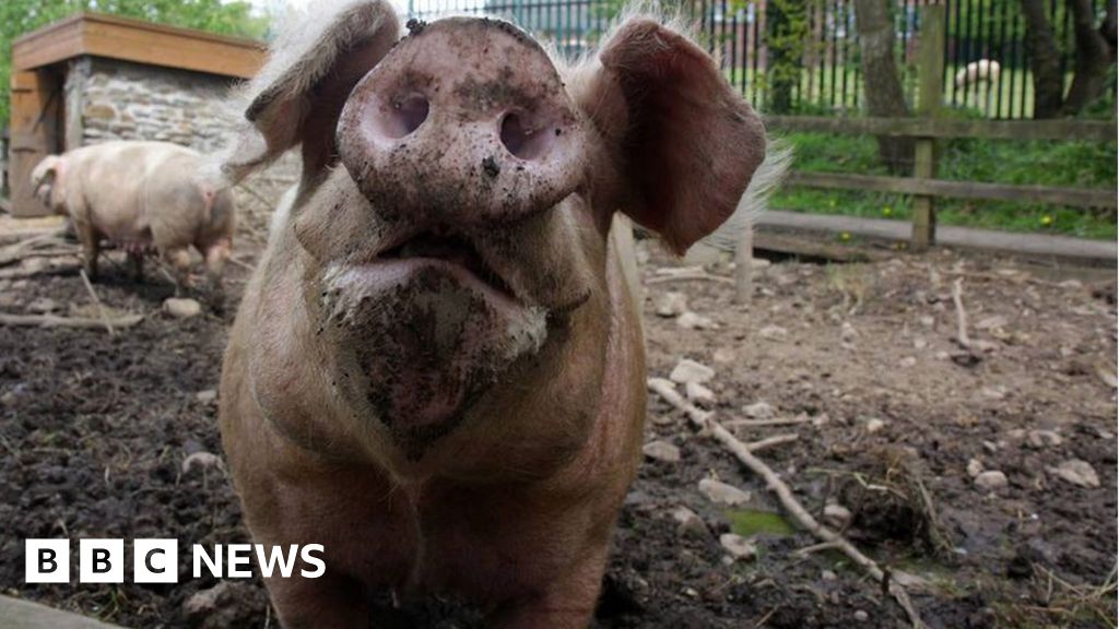 Swansea Community Farm faces closure without £50,000 - BBC News