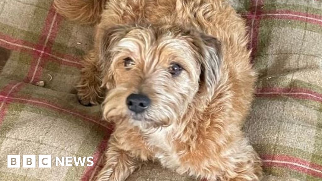 North Dorset MP Simon Hoare appeals for help to find dog