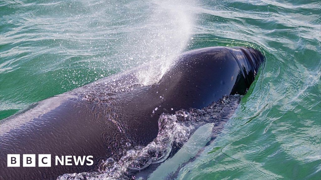 Orca spotted at Holm Pier in Orkney