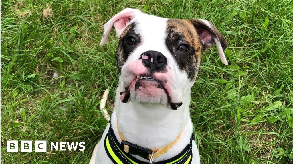 Leeds man who kicked and hit dog given 10-year animal ban