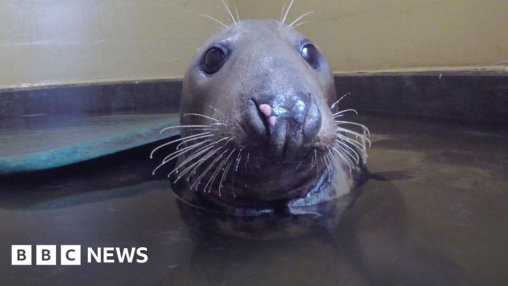 Plastic ring injury leaves Horsey seal Sir David 'weak' - BBC News
