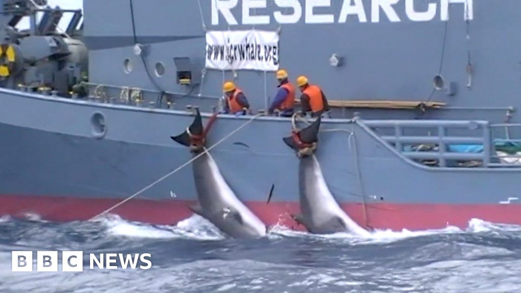Japan whaling: The graphic footage Australia wanted to hide
