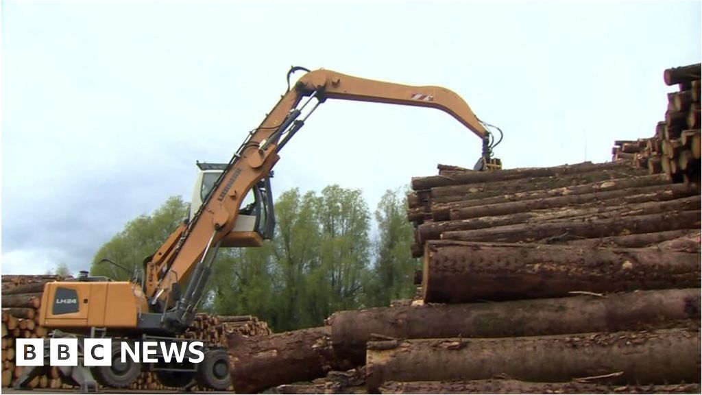 Tree planting 'must triple to hit environment aims'