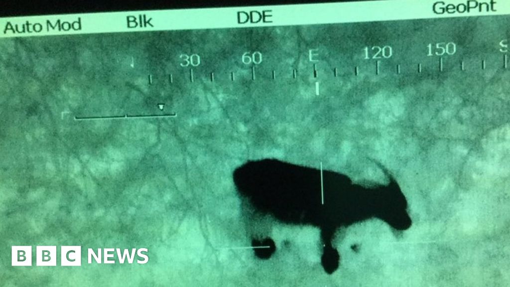 999 distress call victim 'was goat' - BBC News