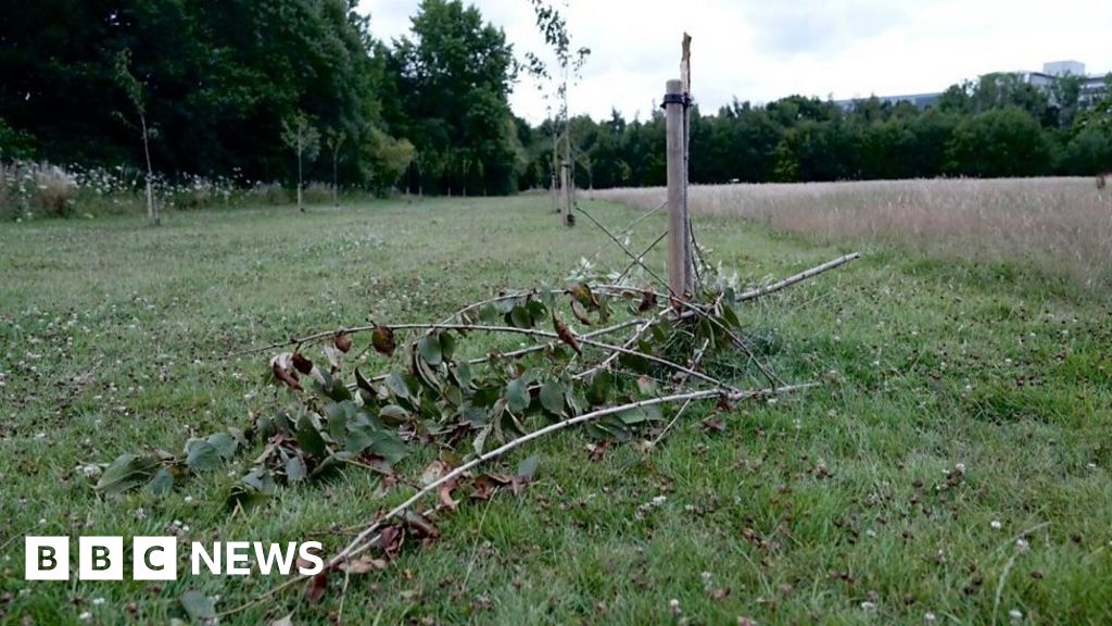 Cardiff cherry tree saplings snapped in half by vandals - BBC News