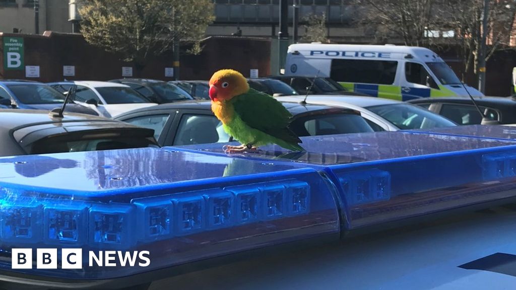 Wolverhampton police find exotic bird perched on blue lights - BBC News