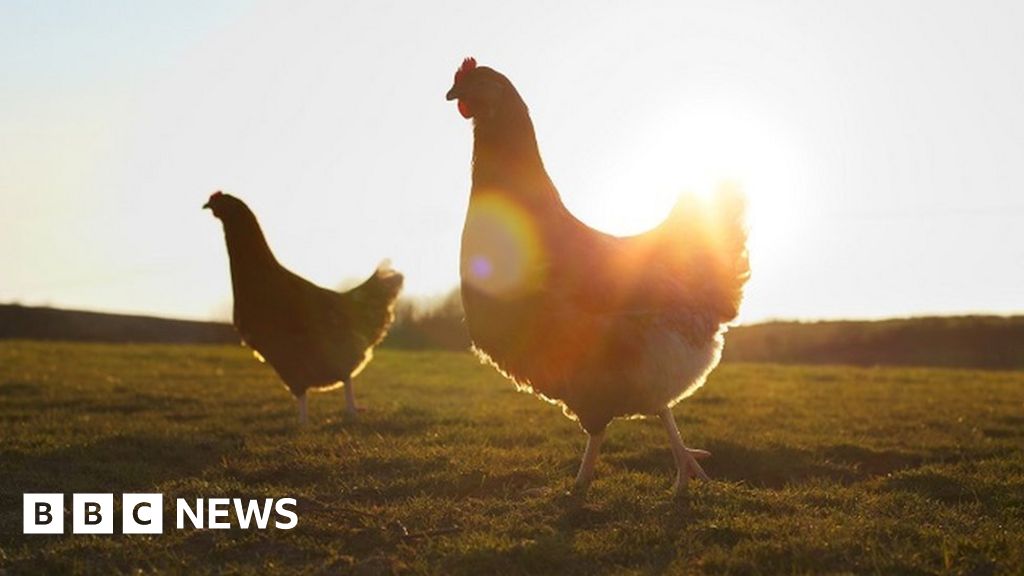 300,000 chickens dead in Scotland amid bird flu outbreaks - BBC News