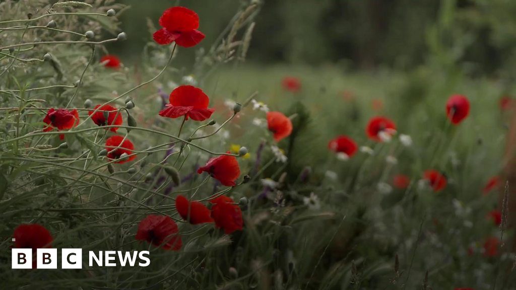 Can gardening help tackle climate change?