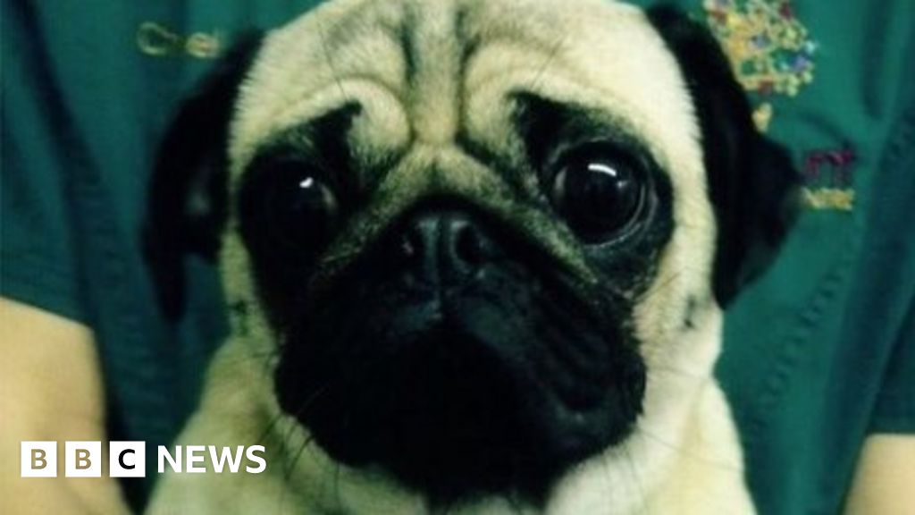 Stolen Norwich pug found one year on in Burnley - BBC News