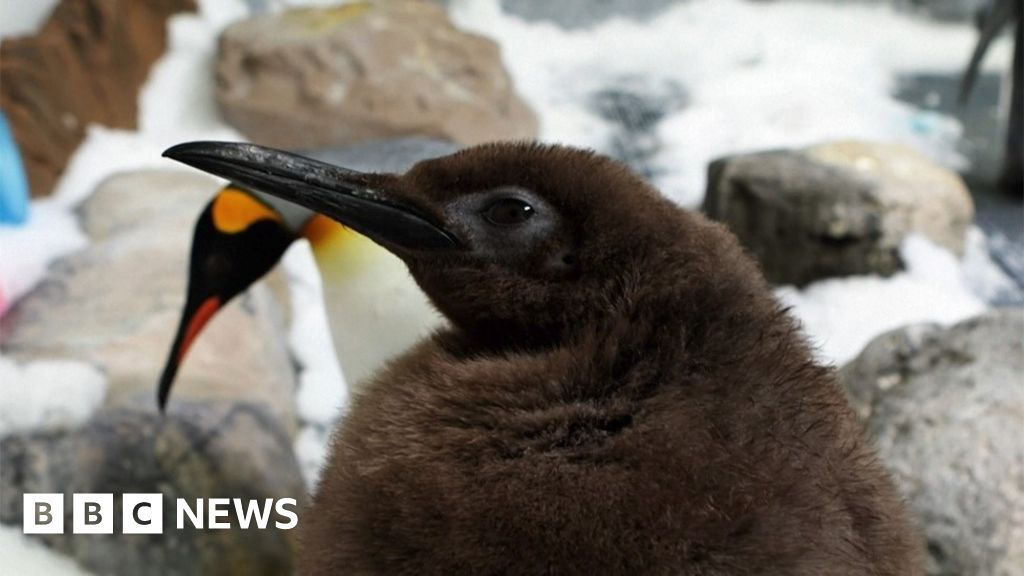 Quiz of the week: How did Pesto the baby penguin make a splash? - BBC News
