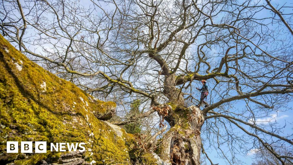 Emergency repairs carried out on ancient oak tree - BBC News