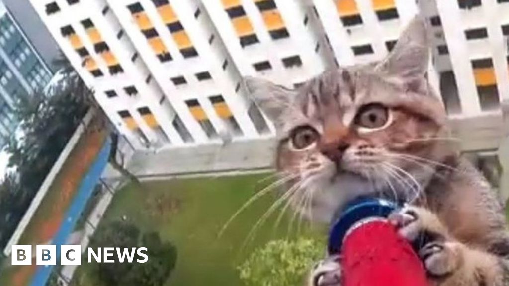 High rise feline rescue drama - BBC News