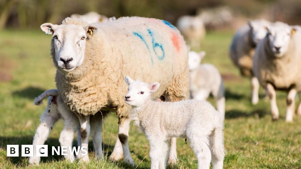 Pregnant ewe and unborn lambs killed in dog attack - BBC News