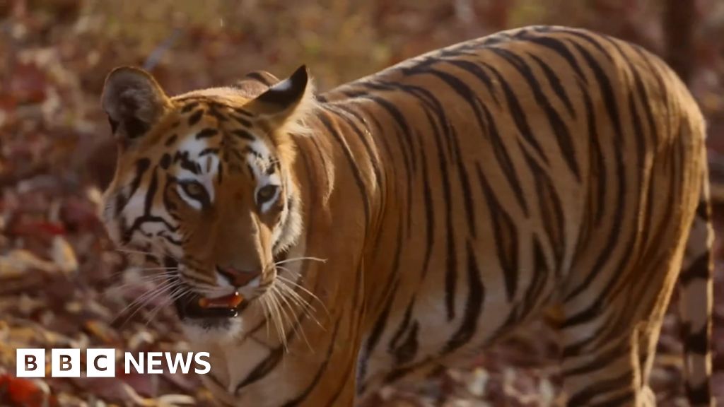 Making a living from tiger tourism - BBC News