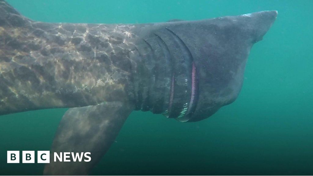 Manx Swimmers Warned To Stay Away From Basking Sharks