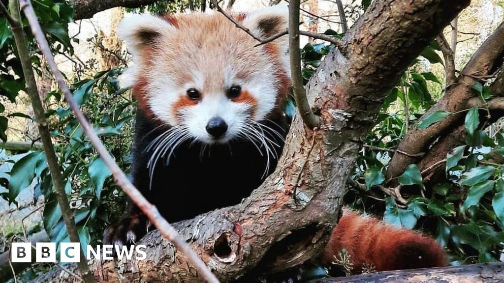 Isle of Man-born red panda rehomed as part of breeding programme
