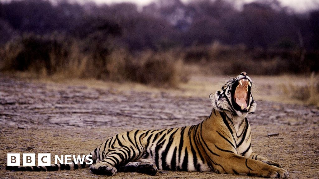 India alarm over rising tiger deaths - BBC News