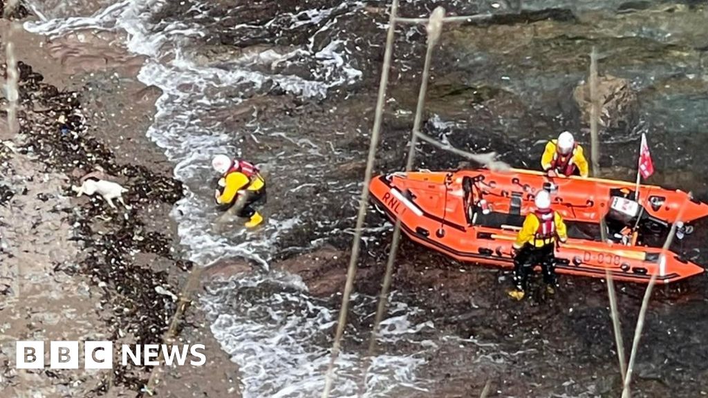 Dog rescued after falling from cliff at Shinglehill Cove