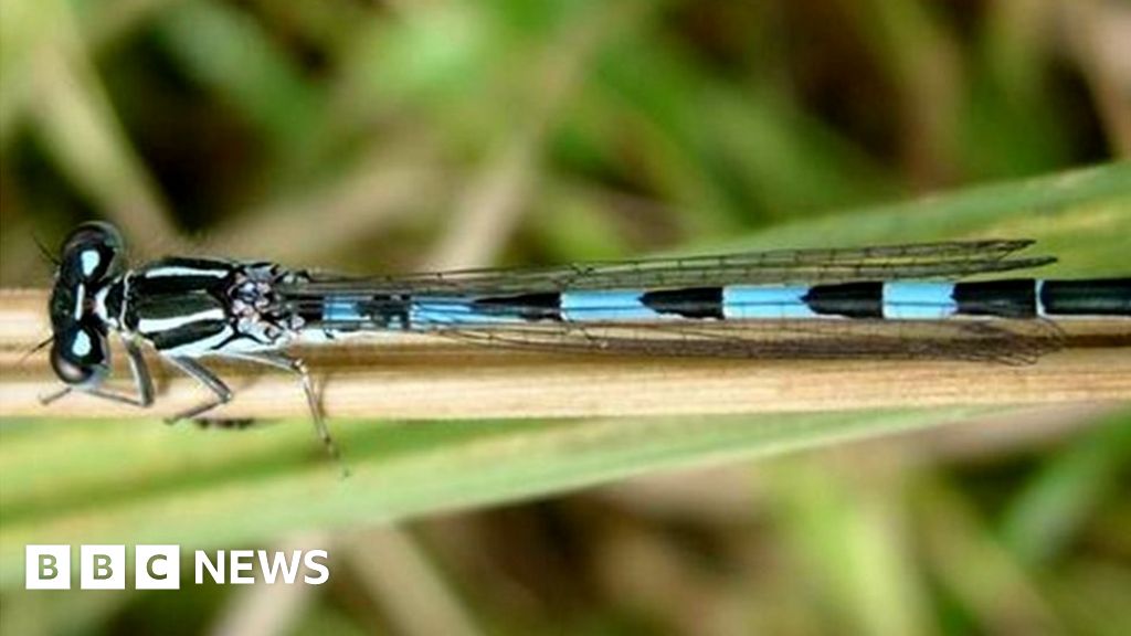 Southern damselfly boosted in Pembrokeshire by 'fantastic' conservation ...