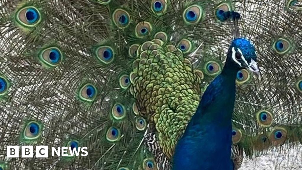 Boys aged 13 and 11 identified after peacock killing in Dunfermline ...