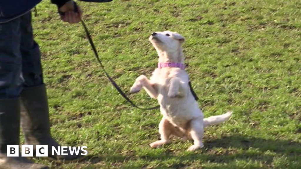 Rescue dog's broken heart set to mend on Valentine's Day thanks to ...