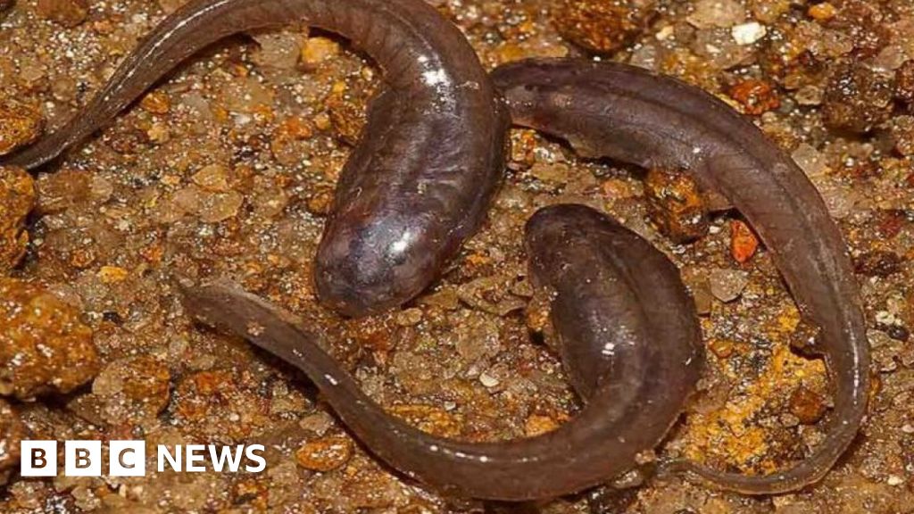 'Dancing' tadpoles discovered in India's Western Ghats - BBC News