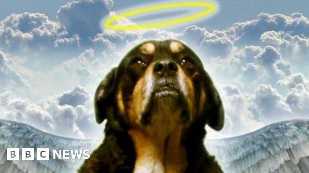 How Everything made the internet cry - BBC News