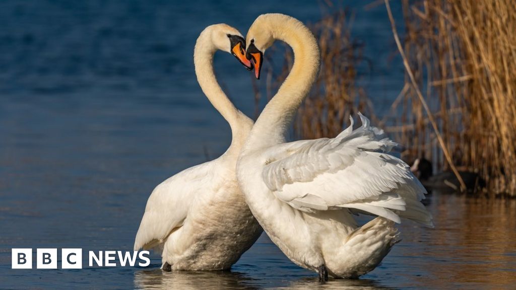 Llanelli: Mystery swan and duck deaths investigated - BBC News
