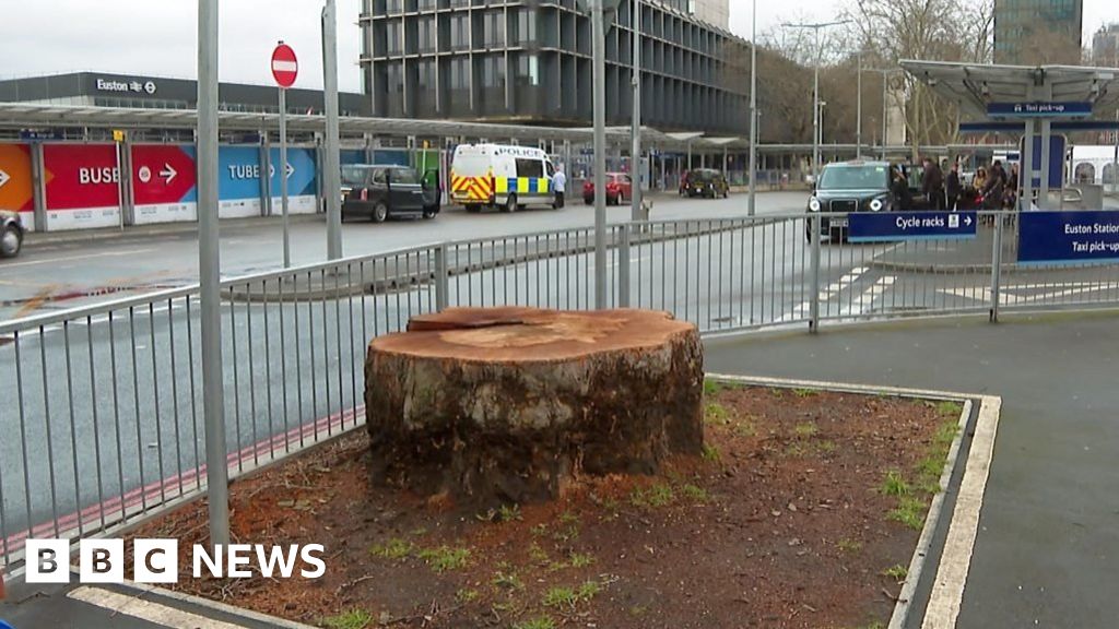 Trees in HS2 path felled despite Euston construction delays - BBC News