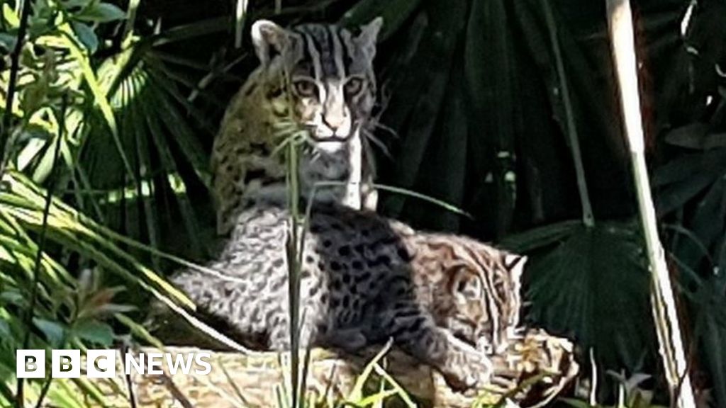 Baby fishing cat born at Newquay Zoo seen for first time - BBC News