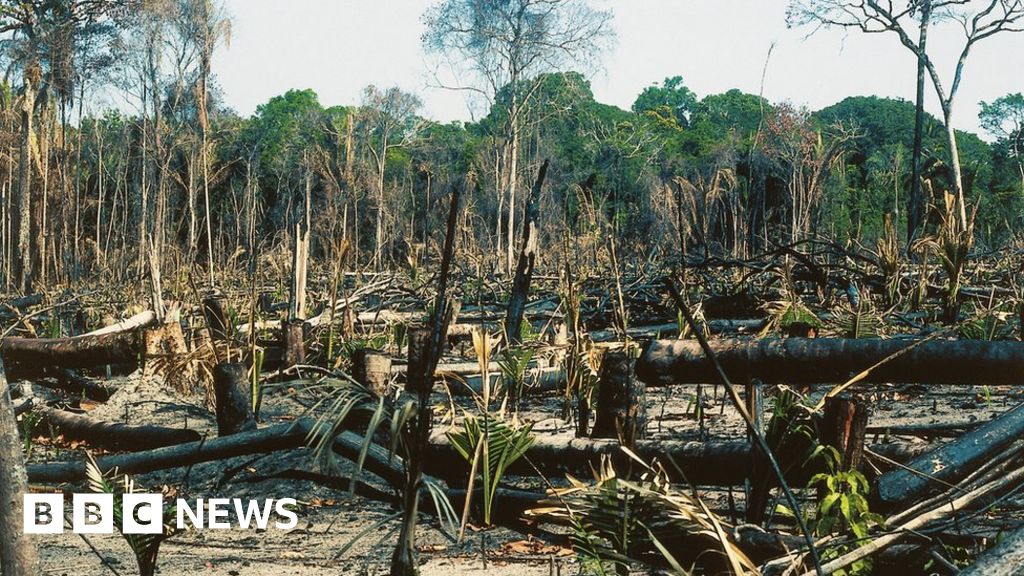Brazil: Bolsonaro plans threaten Amazon, say experts - BBC News
