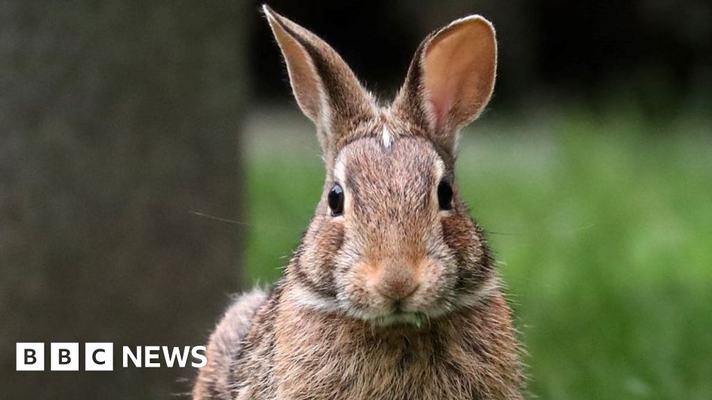 Cambridge United 'hopping mad' as rabbits eat goal net