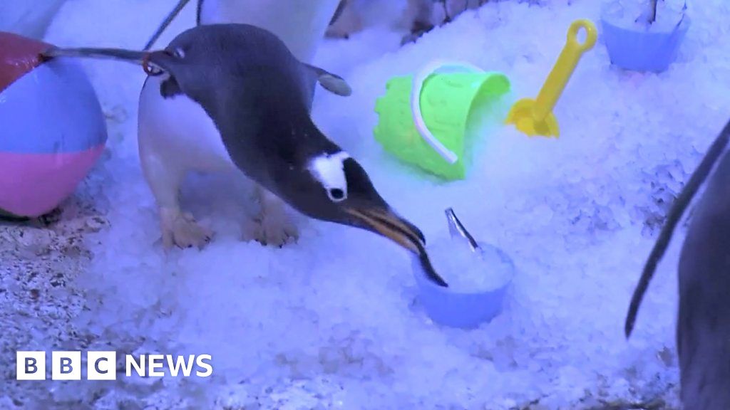 Heatwave: London's penguins keep their cool as humans sweat outside ...