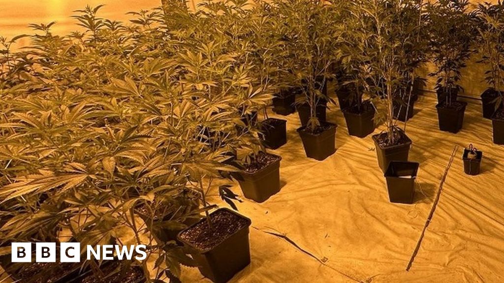 Cannabis Worth £200k Seized From Suspected Armagh Drugs Factory Bbc News