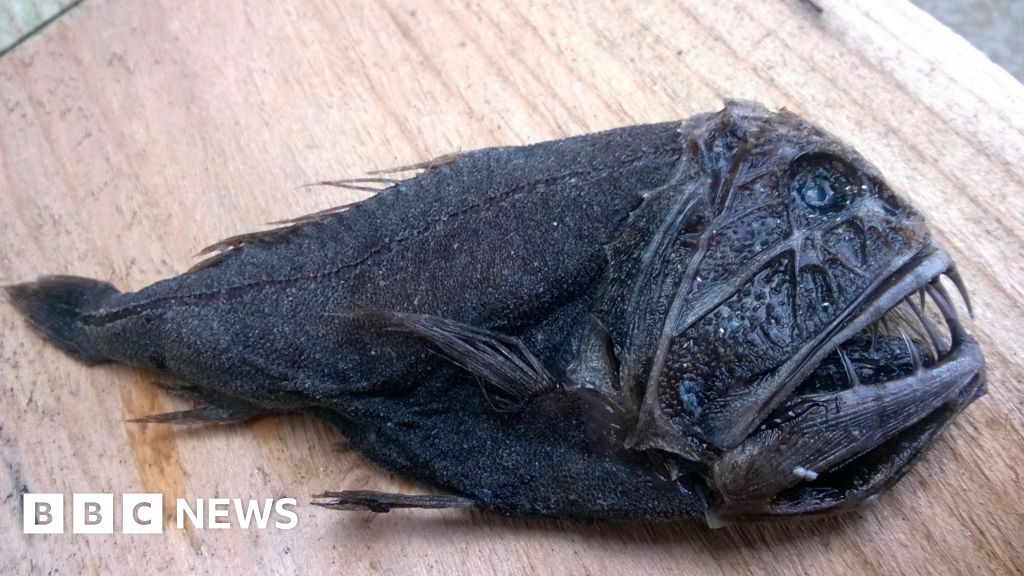 Monster surprise: Rarely-seen deep sea fish found on beach - BBC News