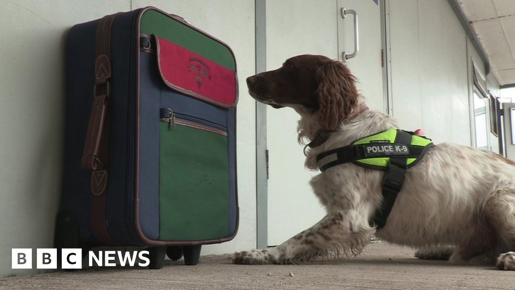 PSNI dogs training to keep the streets free from crime - BBC News