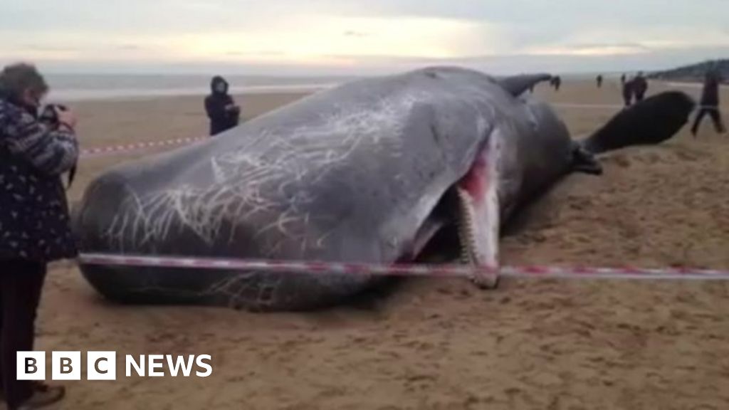 Sperm whales beached in Skegness following Hunstanton death - BBC News