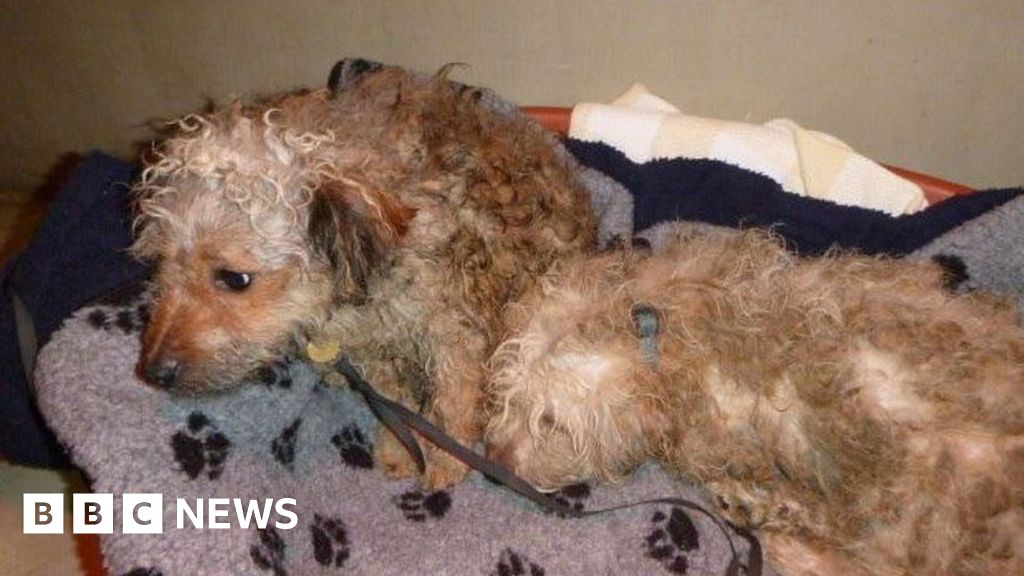 Dogs dumped by side of road in cage in Somerset