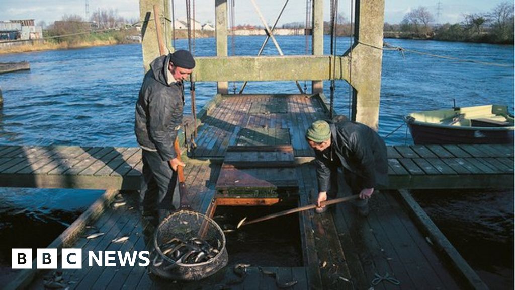 NI eel fishery hopes to repeat open day success - BBC News