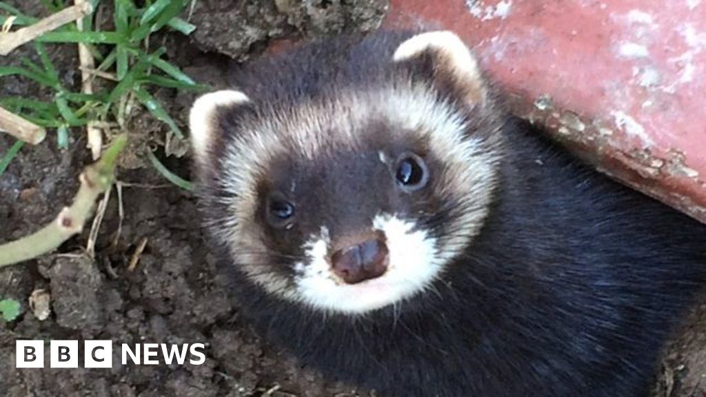 Polecats are on the comeback trail after flirting with extinction - BBC ...