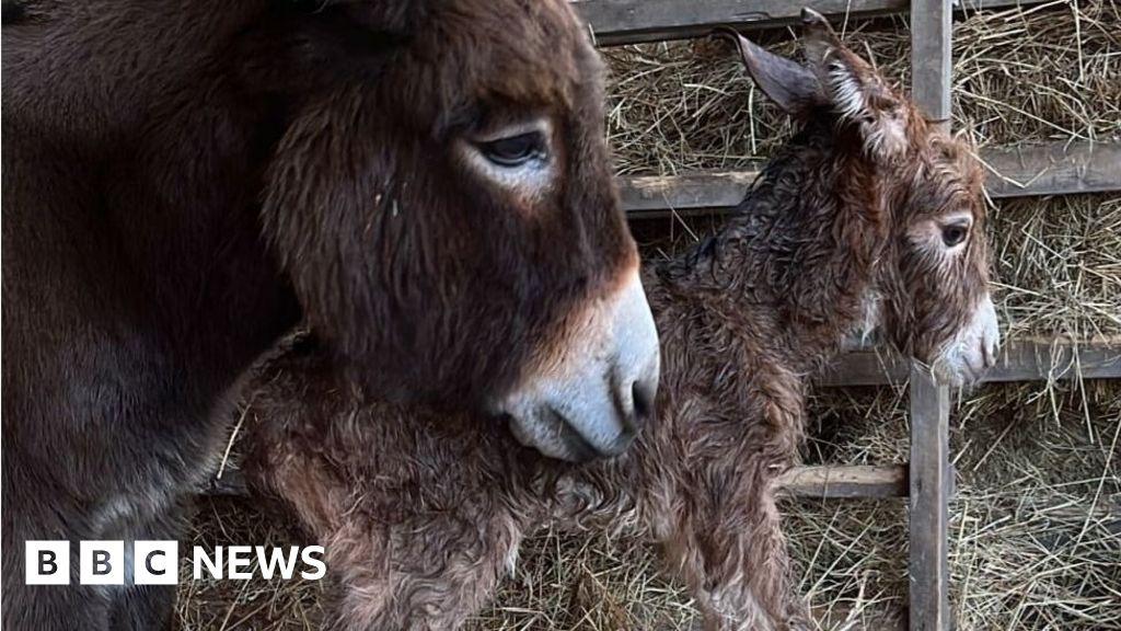 Baby donkey snatched from mother in Hook, police say - BBC News