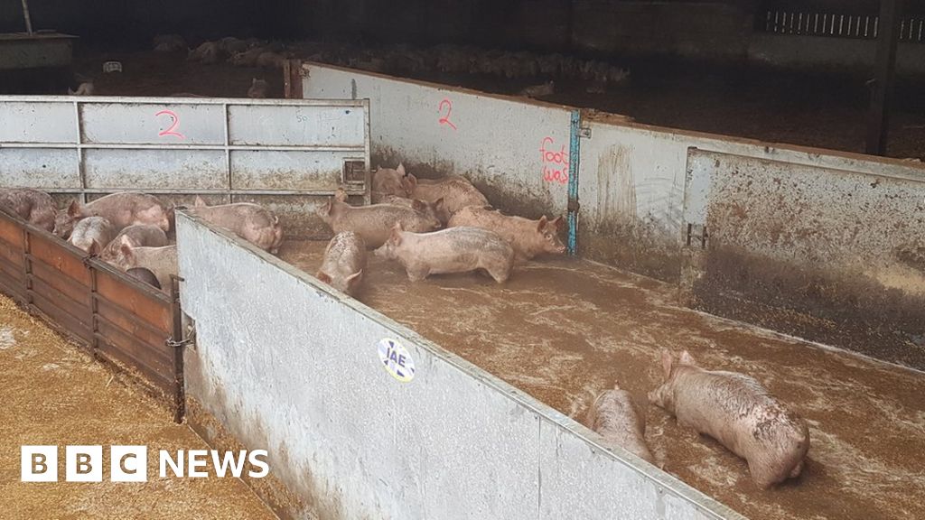Pigs evacuated from flood: 900 animals moved to safety - BBC News