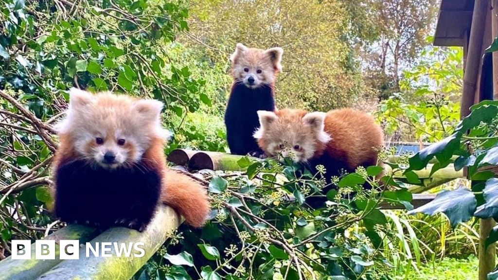Endangered red panda cub put down after illness - BBC News