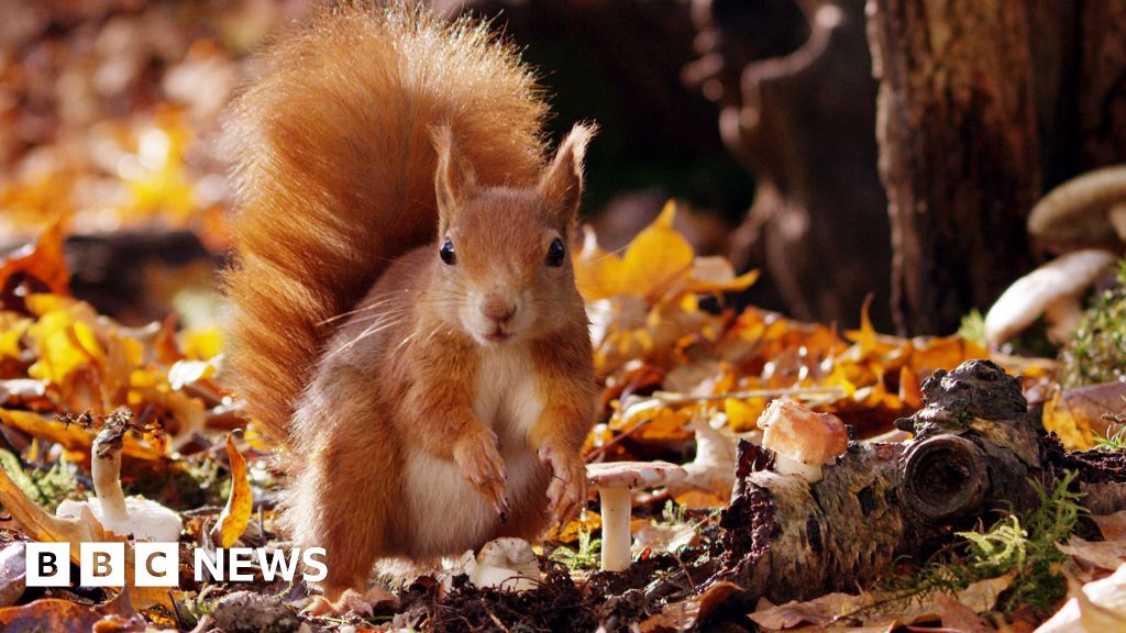 Threat recedes from squirrelpox outbreak near Dumfries - BBC News