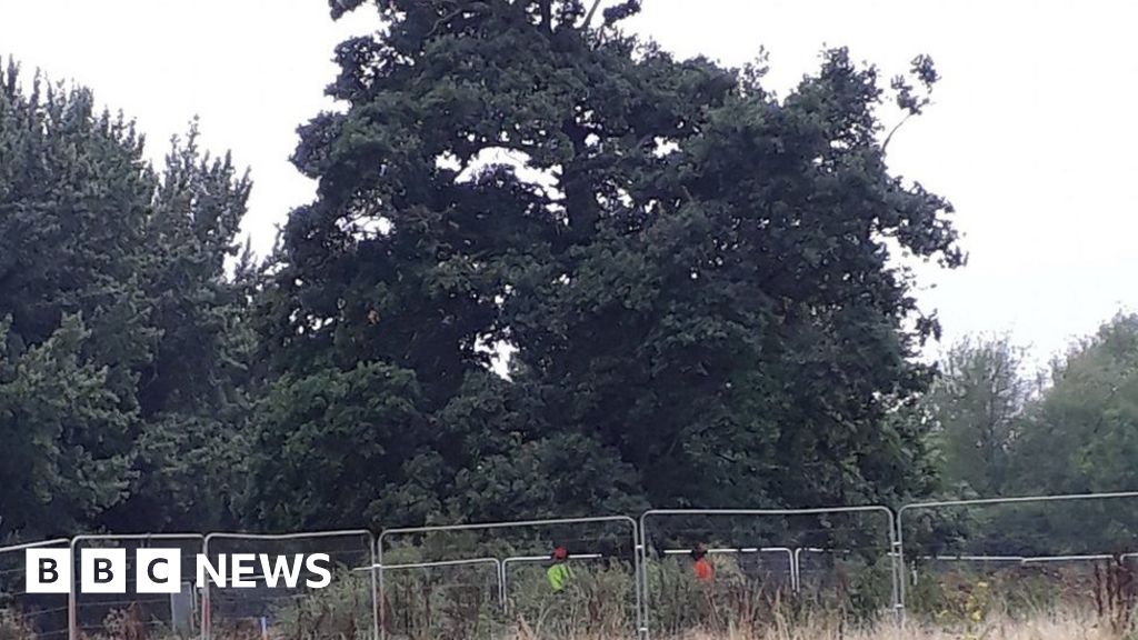 Apology 'after' HS2 school trees 'cut'