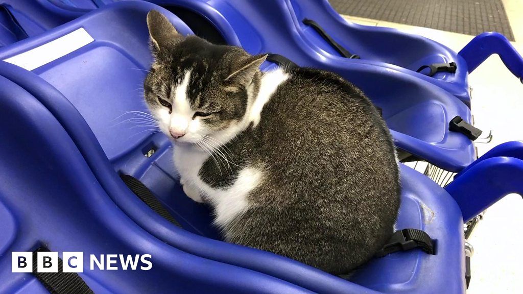 Molly the Tesco cat an online hit with Yate shoppers
