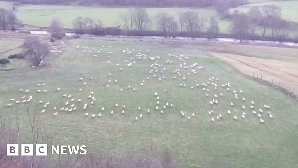 Farmer chastises sheep for straying into off-limits field - BBC News
