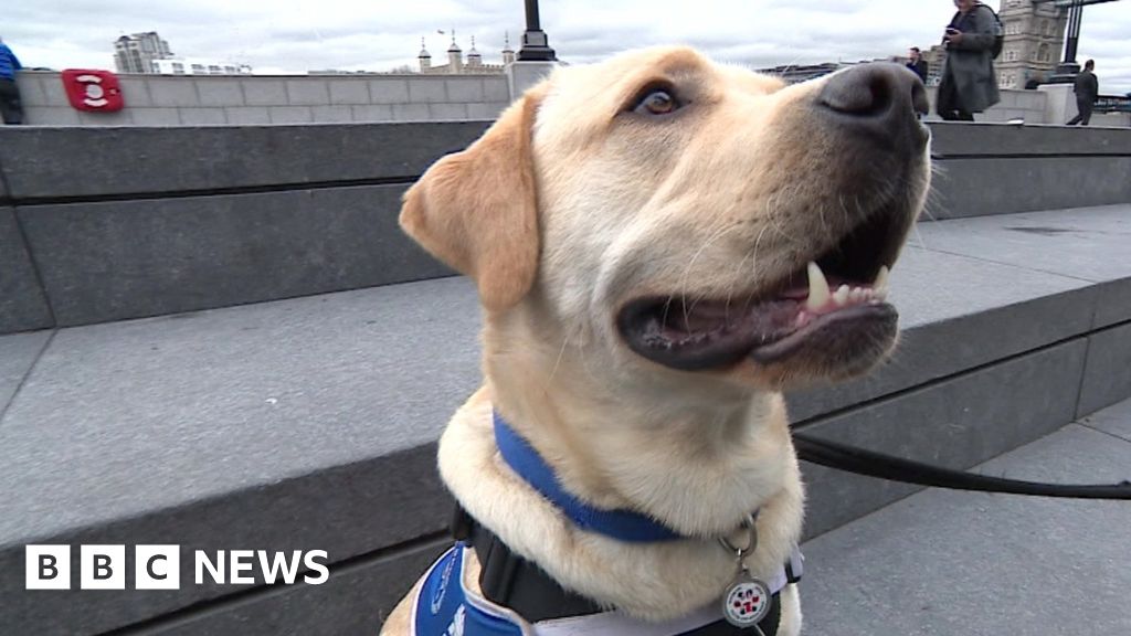 Dogs trained to assist war veterans suffering from PTSD - BBC News